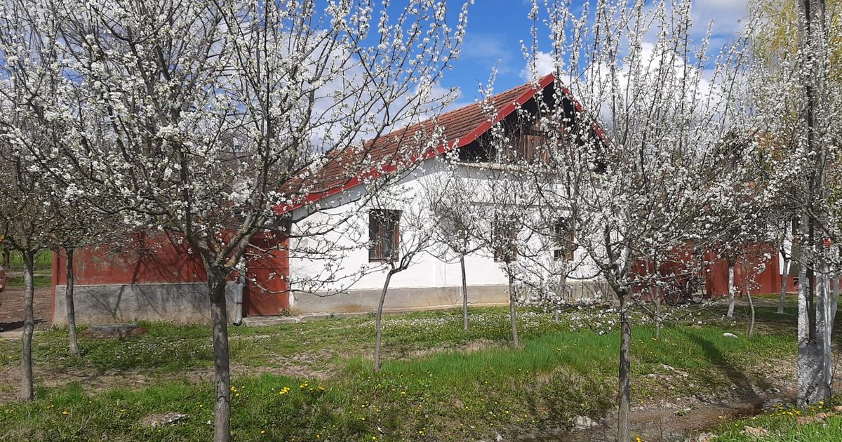 Case de vanzare in Bodo - Sodolescu Imobiliare