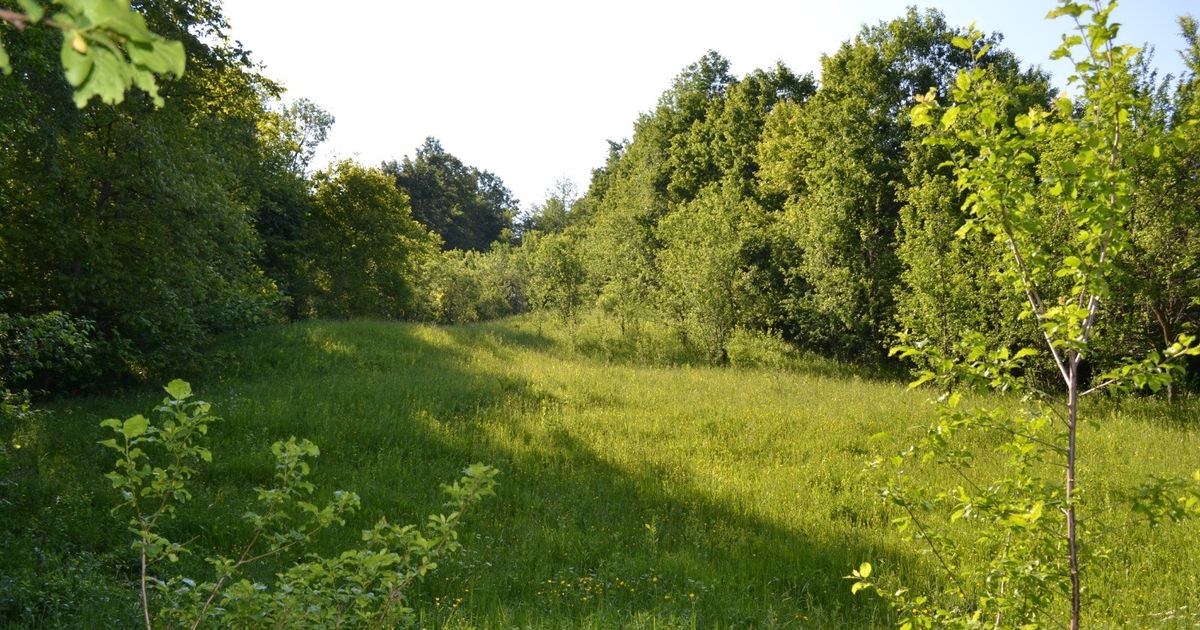 Teren de vanzare in Manastirea Casin, judet Bacau - Premium Imobiliare ...